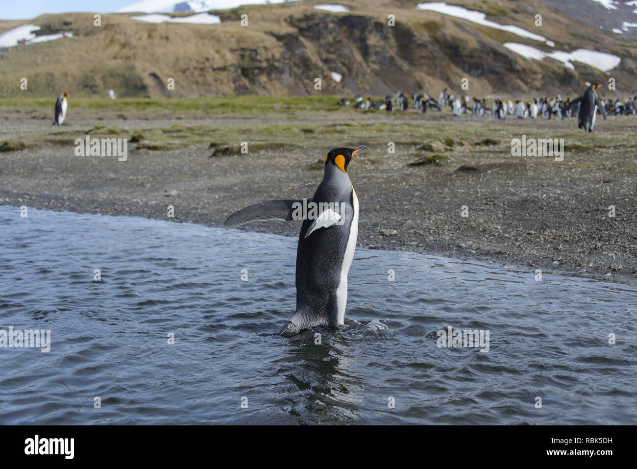 King penguin in the water Stock Photo - Alamy