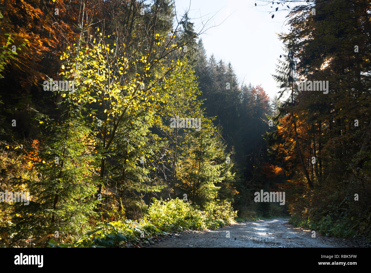 Beautiful forest in ukrainian carpathians hi-res stock photography and ...