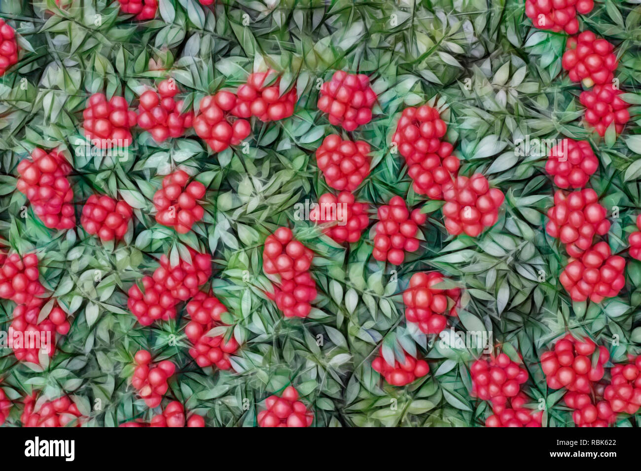 Kokina flower hi-res stock photography and images - Alamy