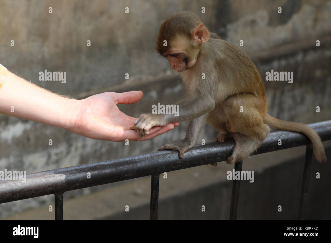 Baby Monkey grabs food from the hand of a person Stock Photo - Alamy