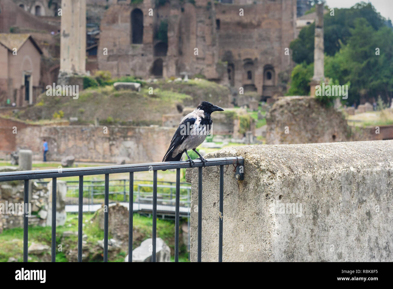 Ancient roman corvus hi-res stock photography and images - Alamy