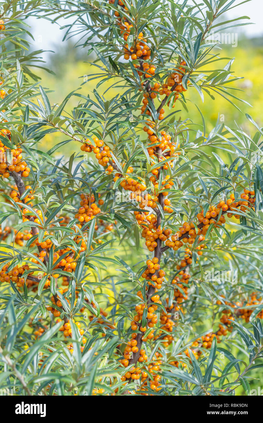 Sea buckthorn tree autumn hi-res stock photography and images - Alamy
