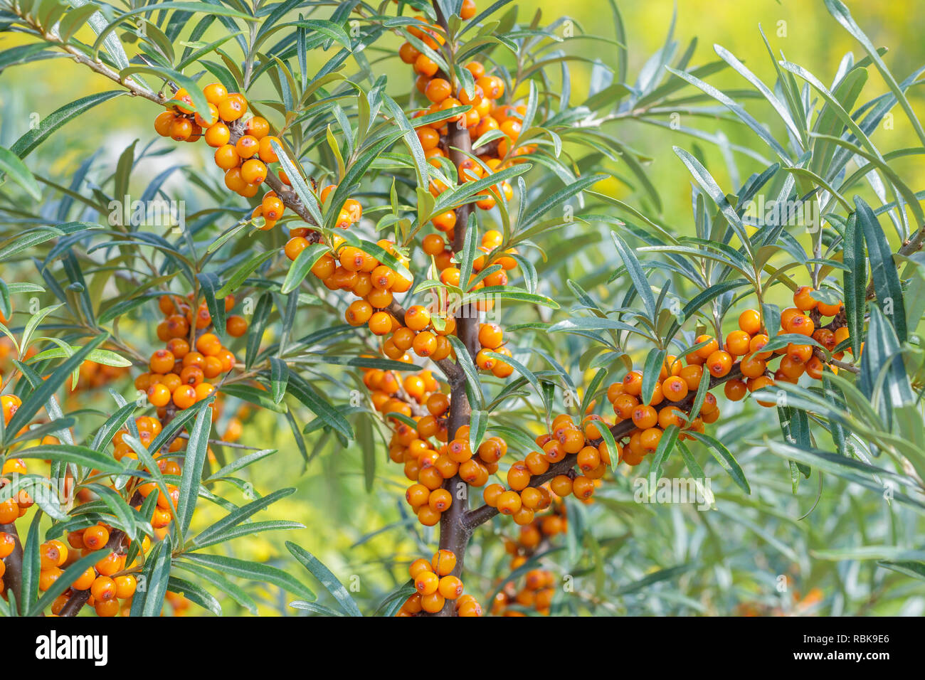 Sea-buckthorn berries on the bush Stock Photo - Alamy