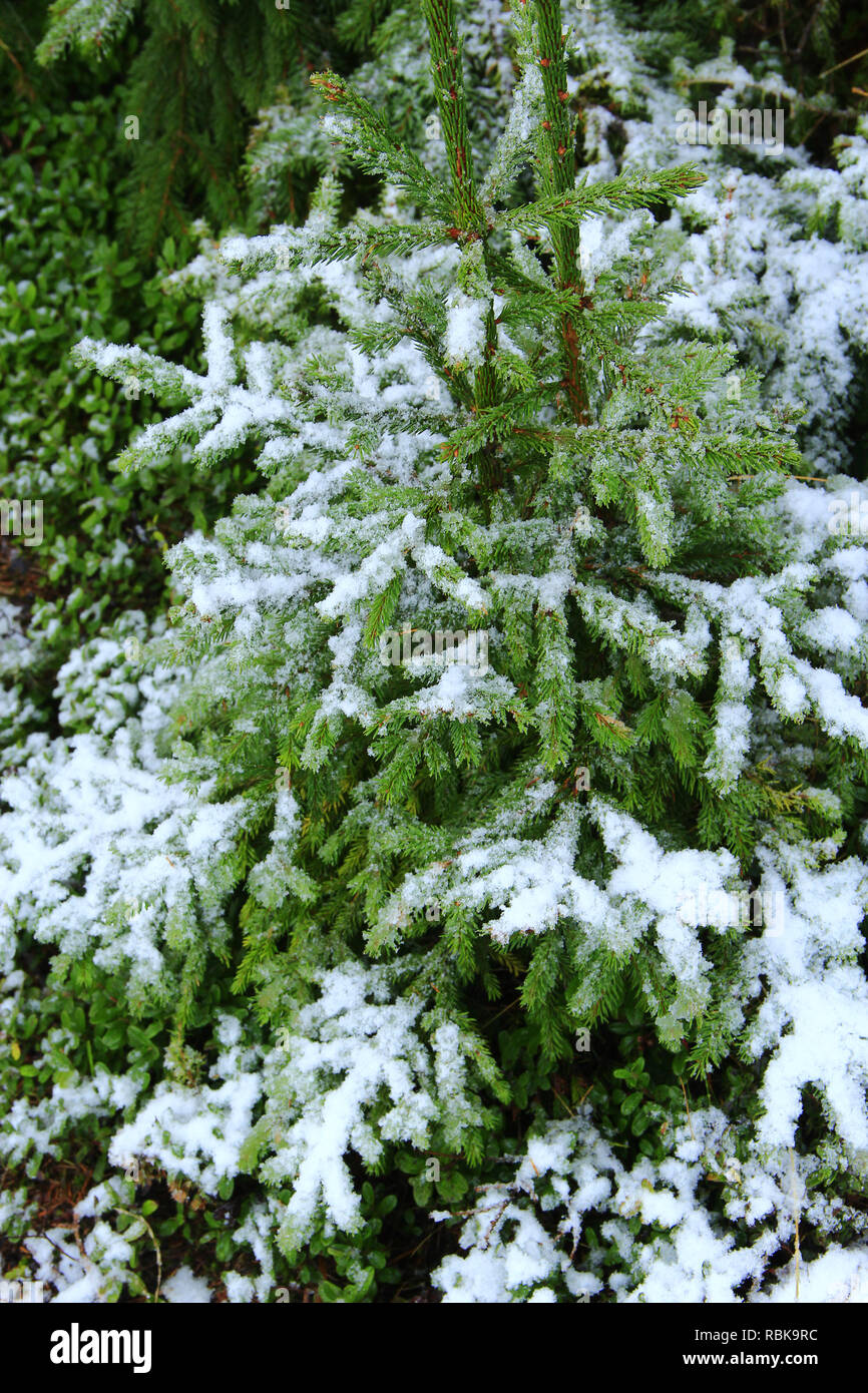 Fur tree branches hi-res stock photography and images - Alamy
