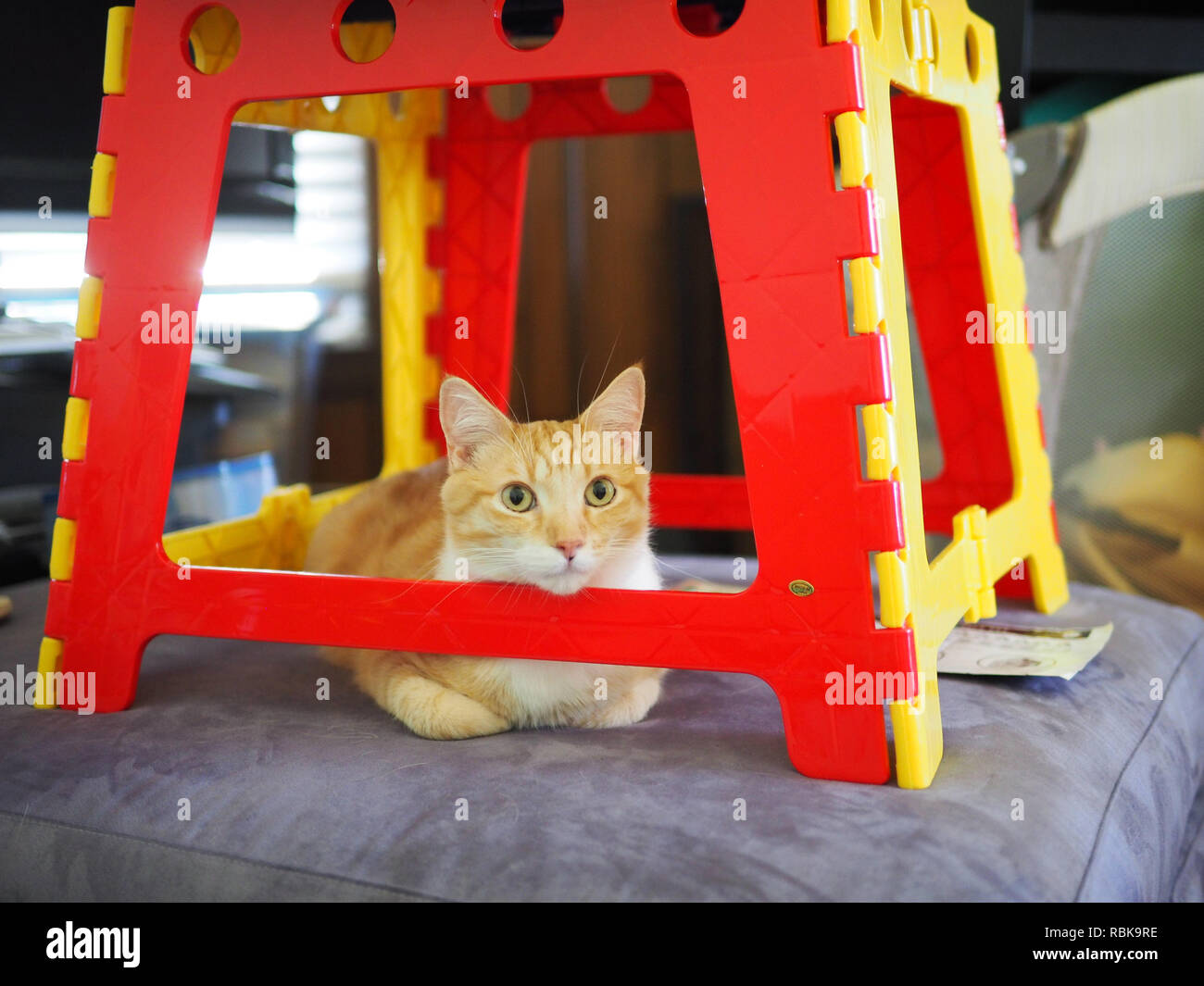 Hiding under table hi-res stock photography and images - Alamy