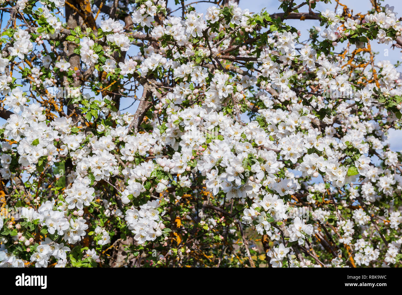 Apple tree blooms at spring Stock Photo - Alamy