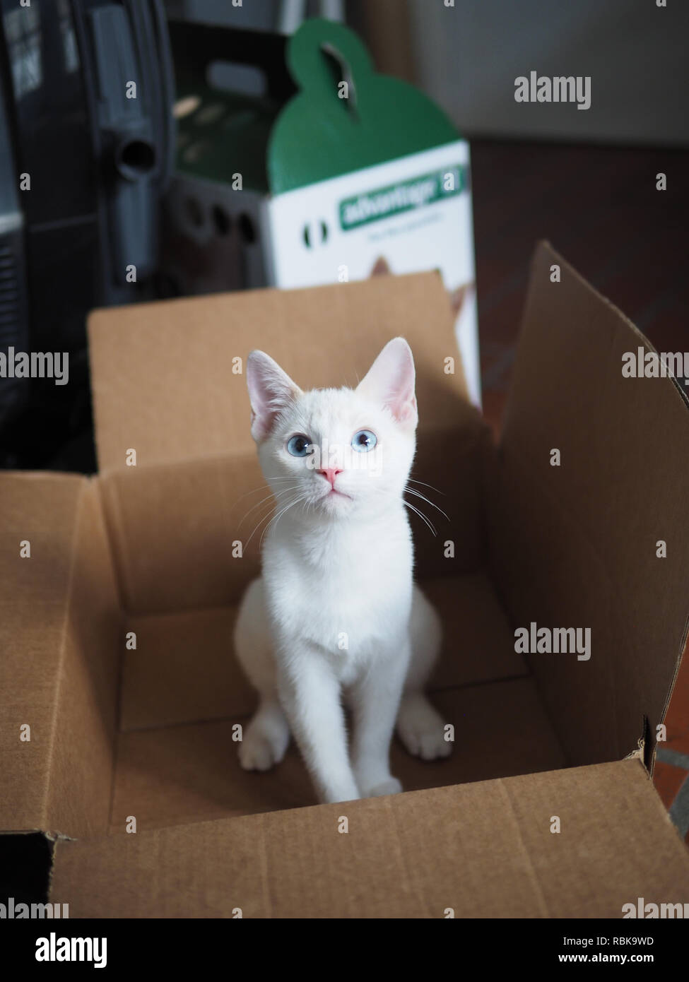 Mitzie the colorpoint Siamese with blue eyes in the box Stock Photo - Alamy