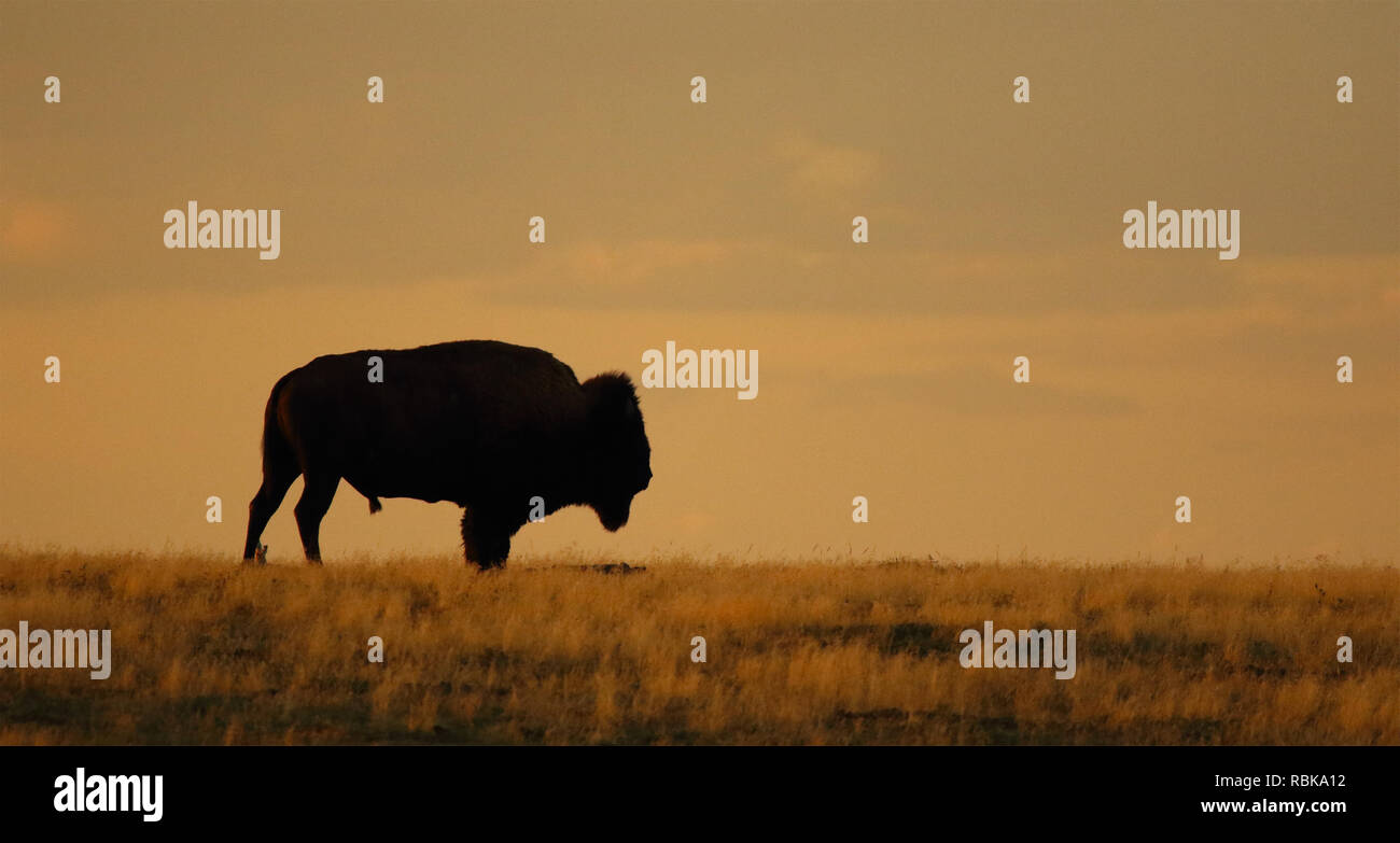 Bison silhouette hi-res stock photography and images - Alamy