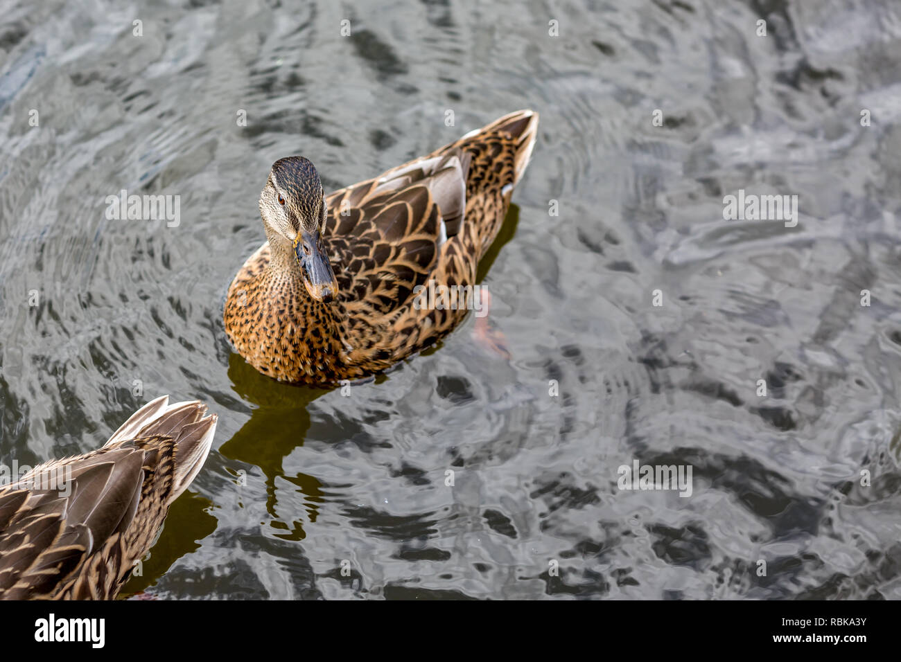Female duck begging for food by making sounds in the warm summer water ...