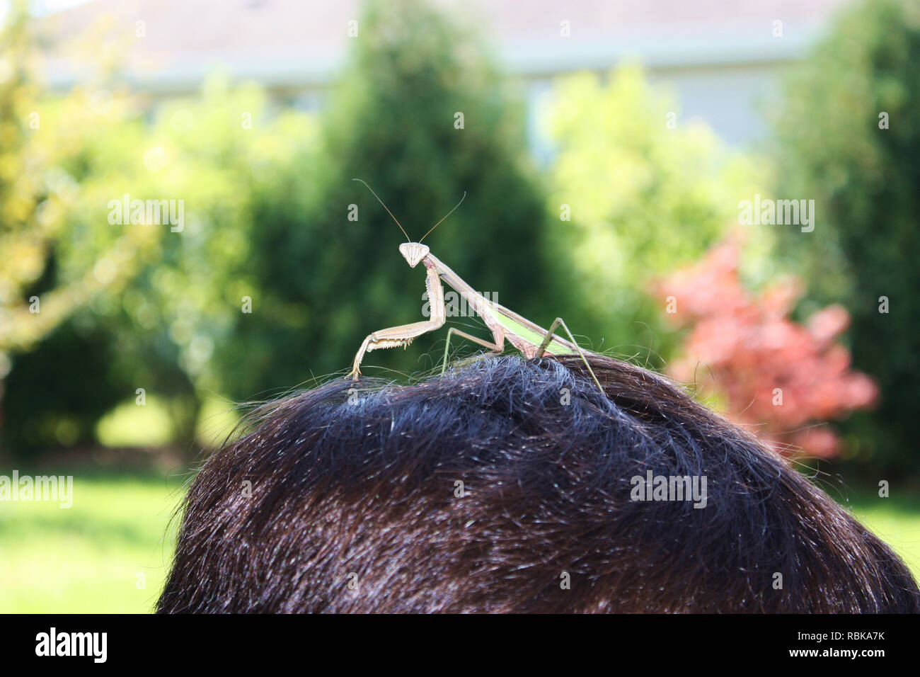 Resting Praying Mantis High Resolution Stock Photography and Images - Alamy