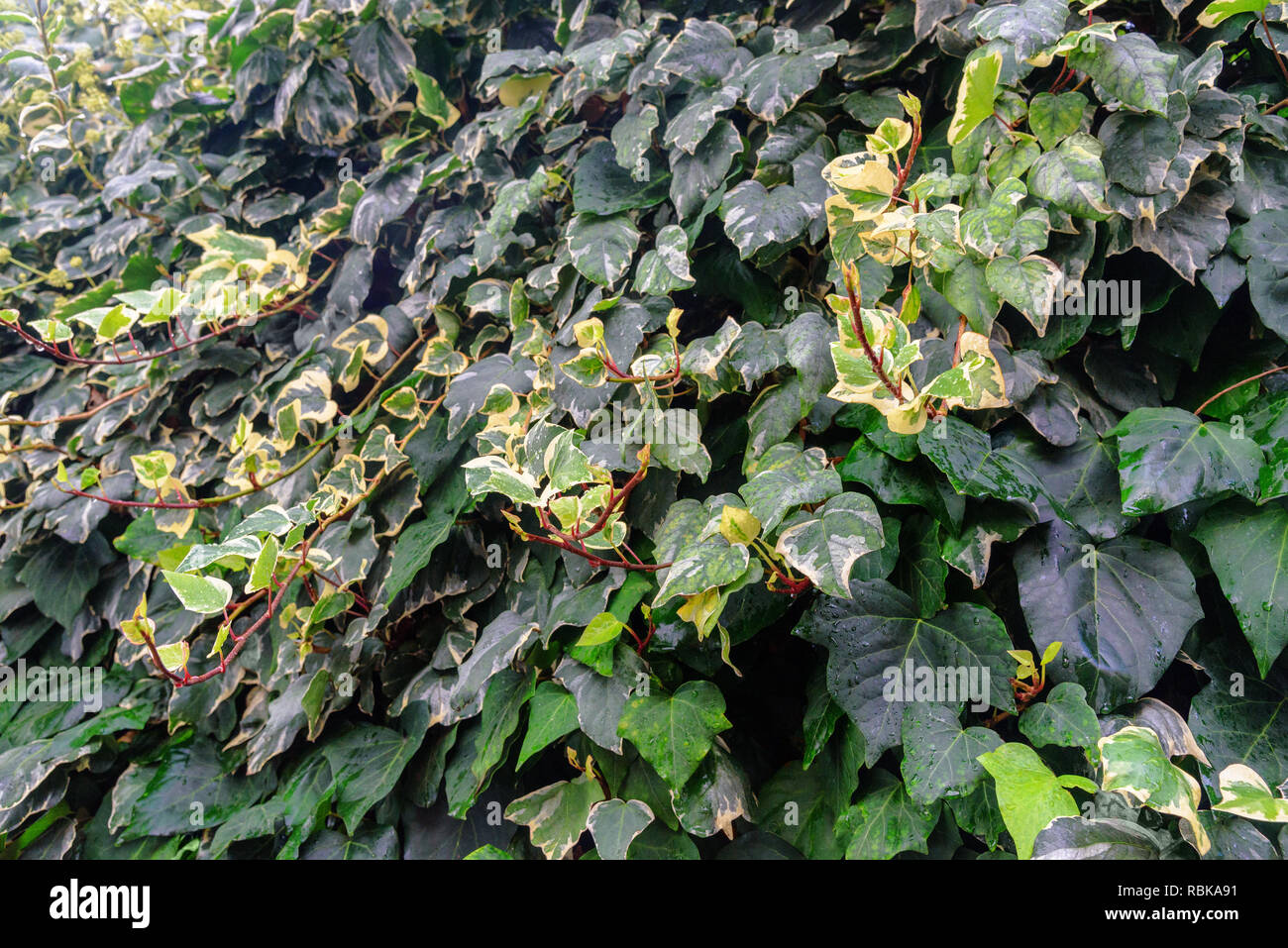 Ivy plant, hedera helix in the garden. Background Stock Photo - Alamy