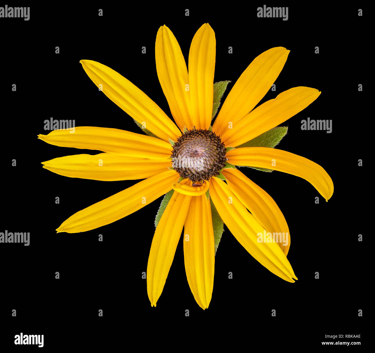 Fine art still life floral color macro of a single isolated yellow ...