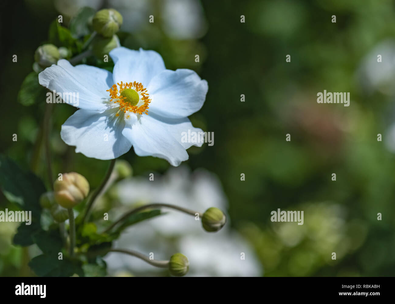 Color outdoor floral image of a white blooming autumn anemone blossom ...