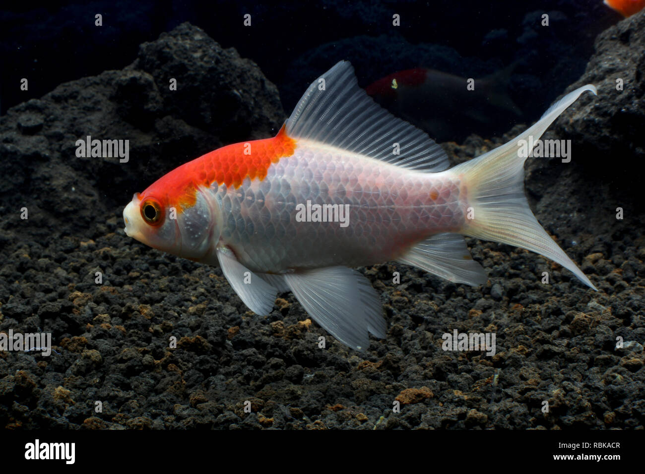 Koi fish in a pond Stock Photo - Alamy
