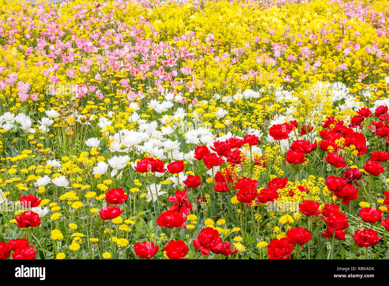 Spring field colorful multi colored hi-res stock photography and images ...