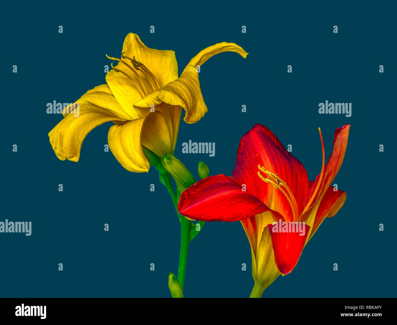 Fine art still life macro image of a pair of isolated wide open red and ...