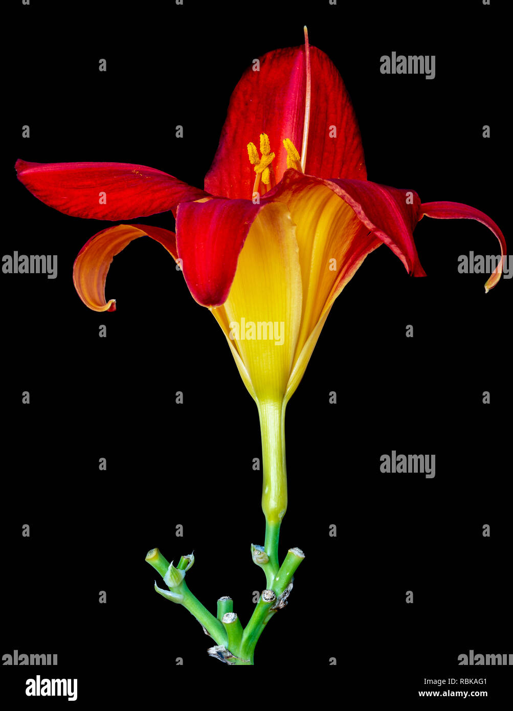 Fine art still life color macro image of a single isolated wide open ...