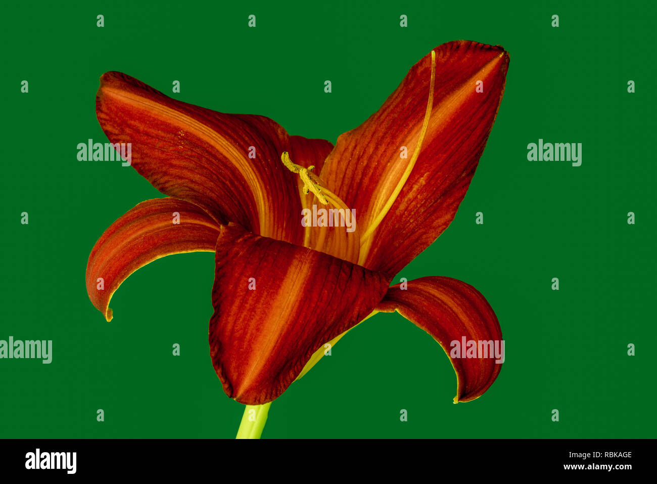 Fine art still life color macro image of a single isolated wide open ...