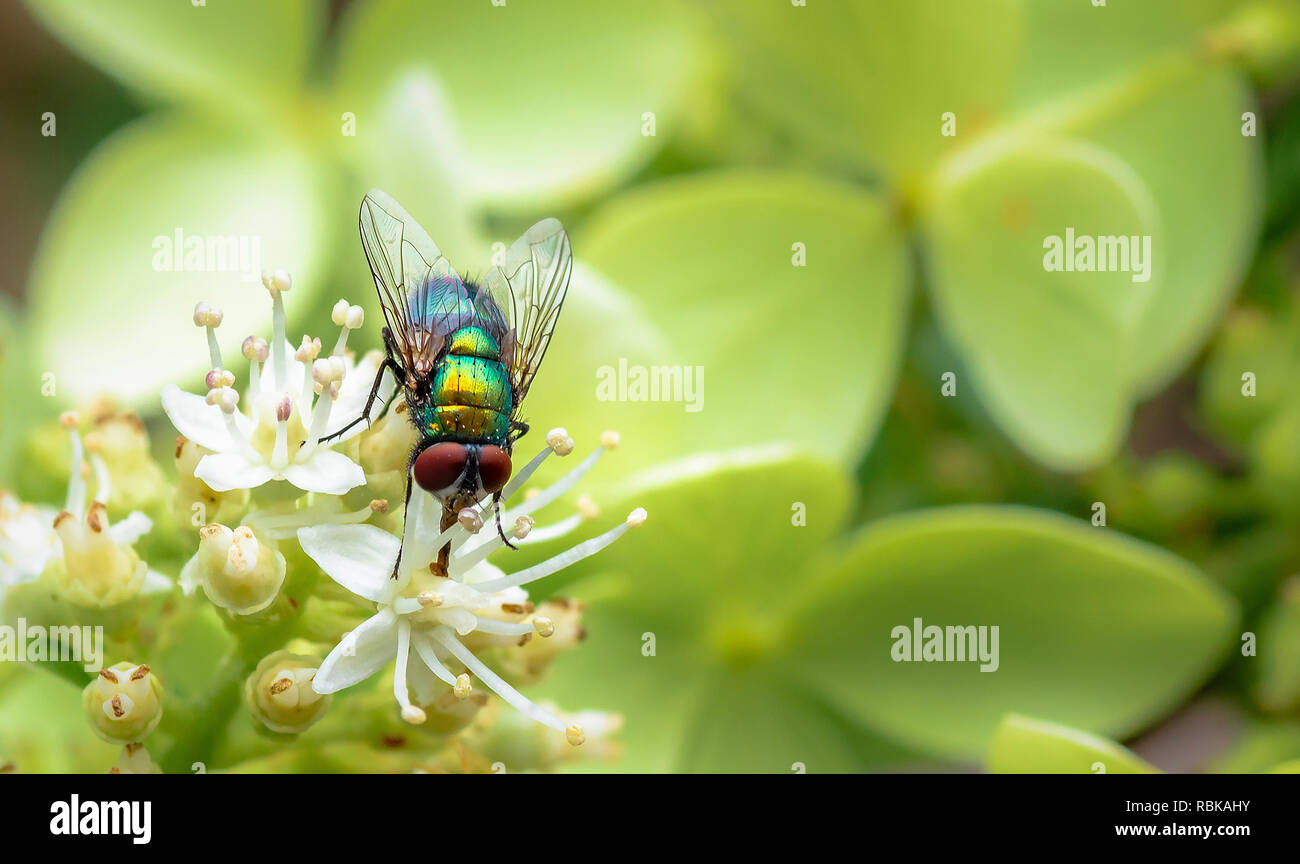 Shiny insect hi-res stock photography and images - Alamy