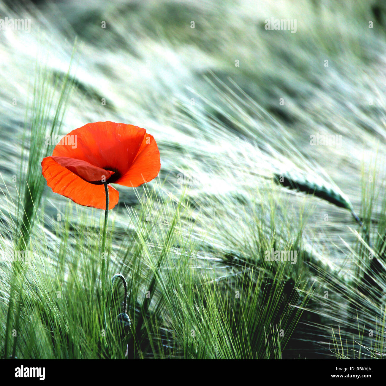Weed growing in field wheat hi-res stock photography and images - Alamy