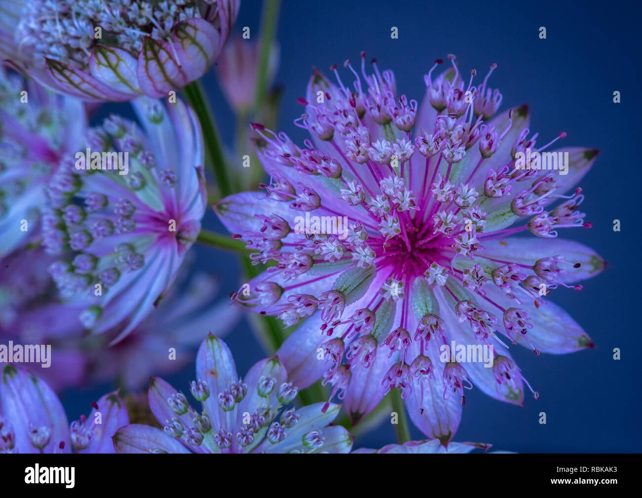 Fine art still life floral color macro of isolated flowering stems of ...