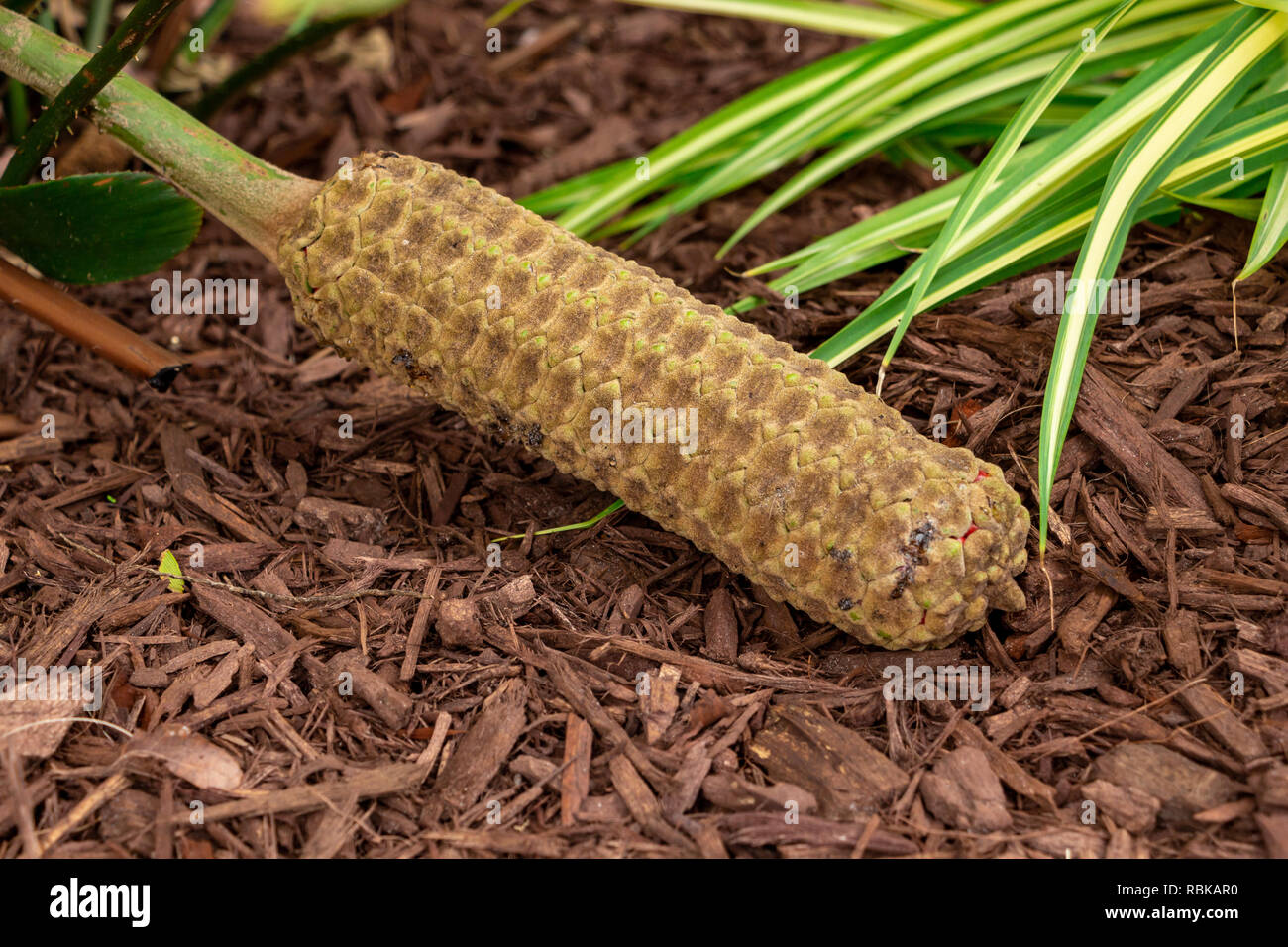Cardboard palm (Zamia furfuracea) cycad cone - Pembroke Pines, Florida ...