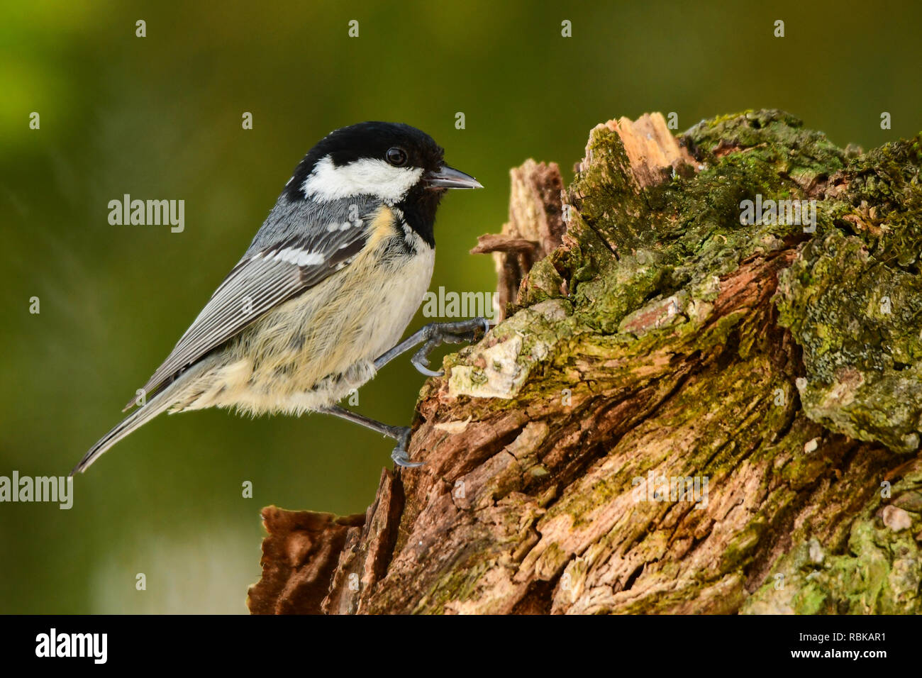 Coal Tit, Periparus ater Stock Photo - Alamy