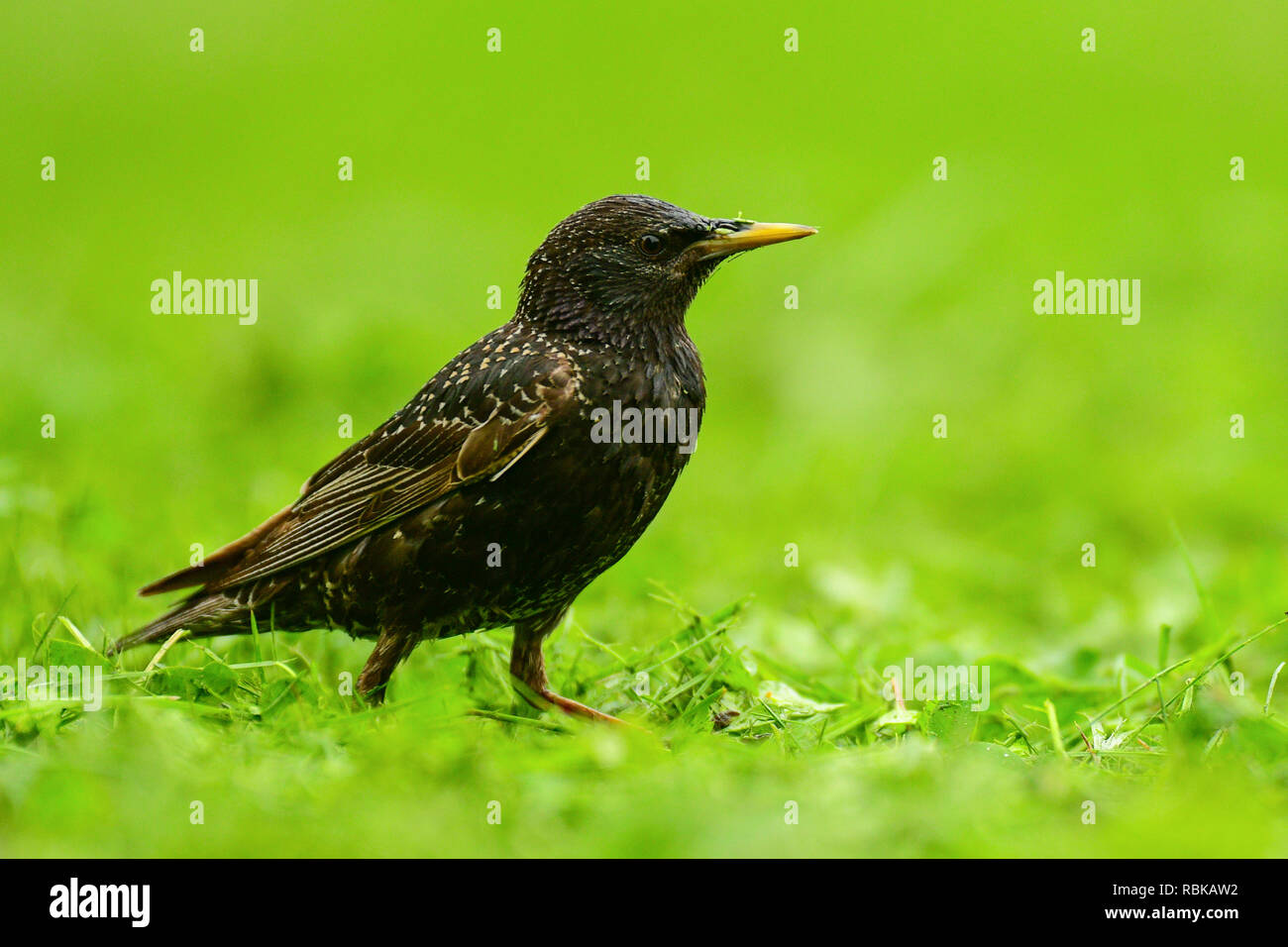 Sturnus vulgaris bird garden avian hi-res stock photography and images ...