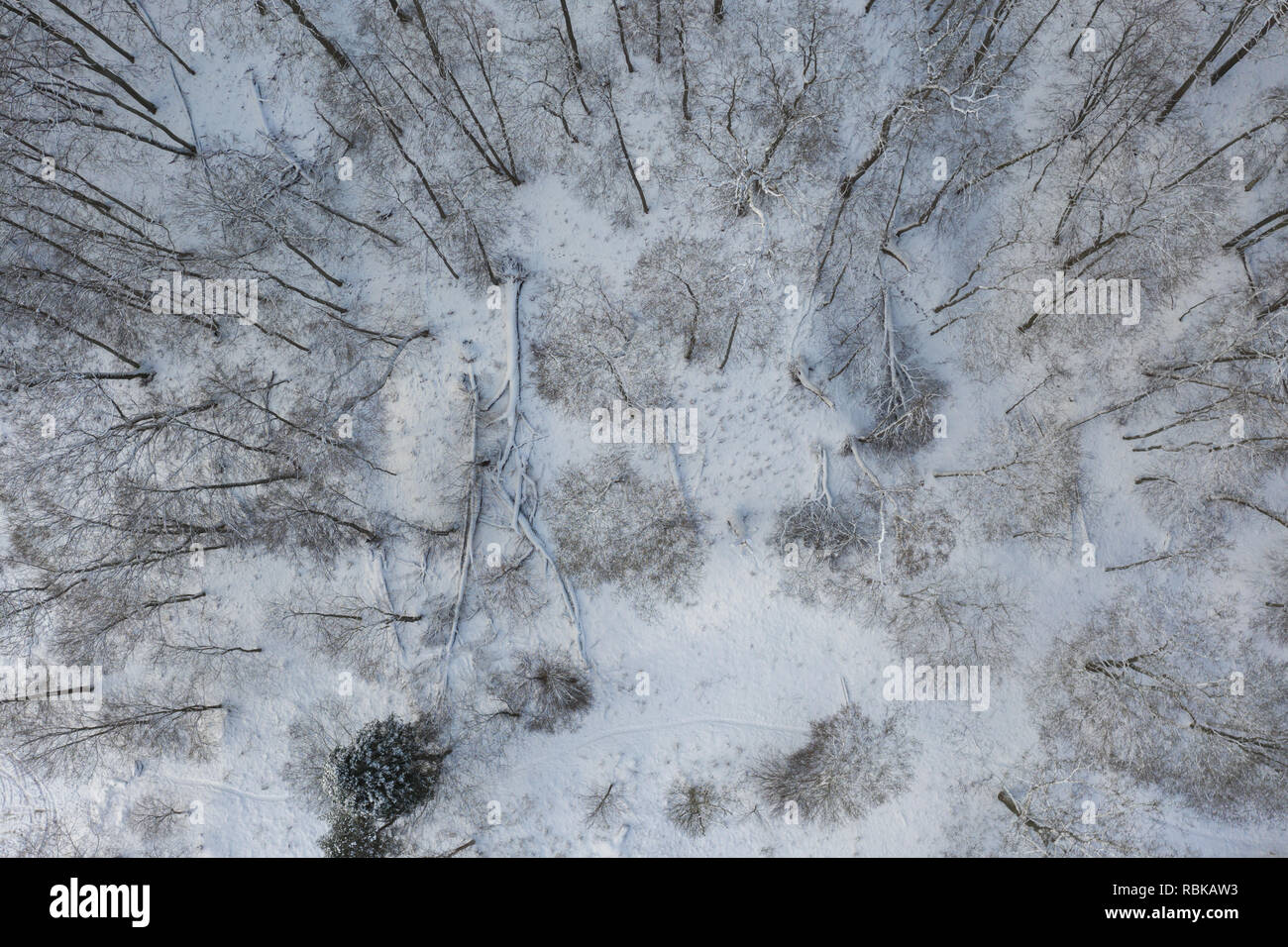 Drone view of winter forest after snowfall during day Stock Photo - Alamy