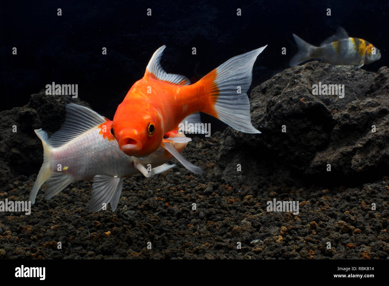 Koi fish in a pond Stock Photo - Alamy