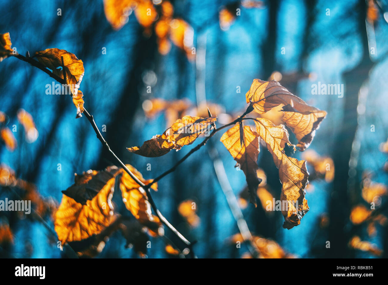Sunlight leaves hi-res stock photography and images - Alamy