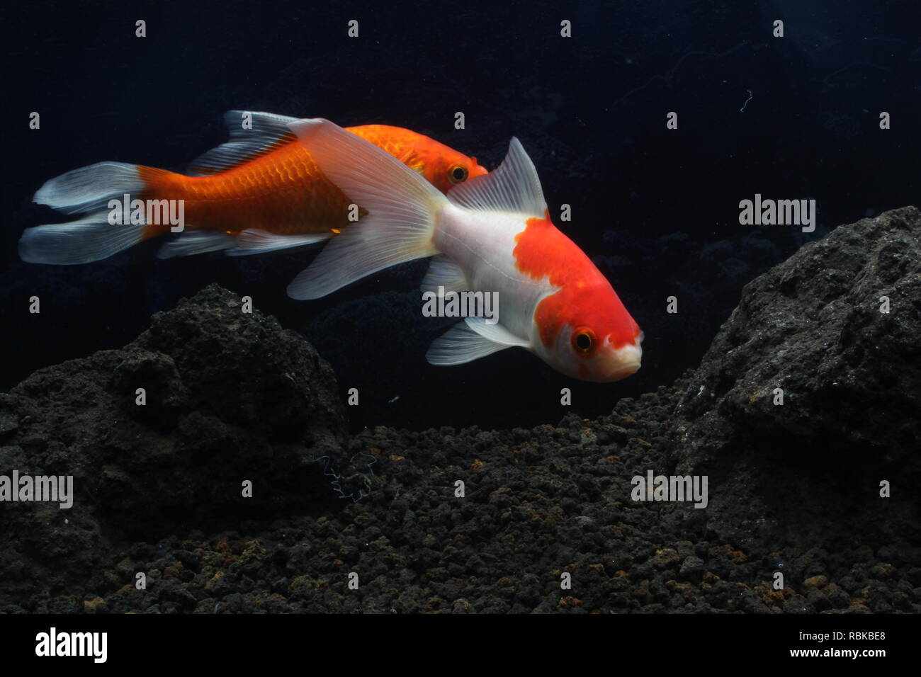 Koi fish in a pond Stock Photo - Alamy