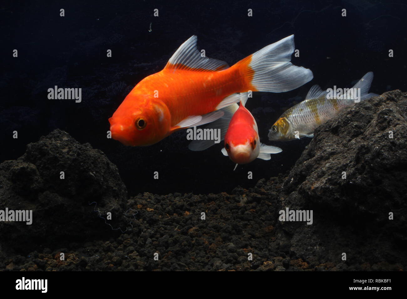 Koi fish in a pond Stock Photo - Alamy
