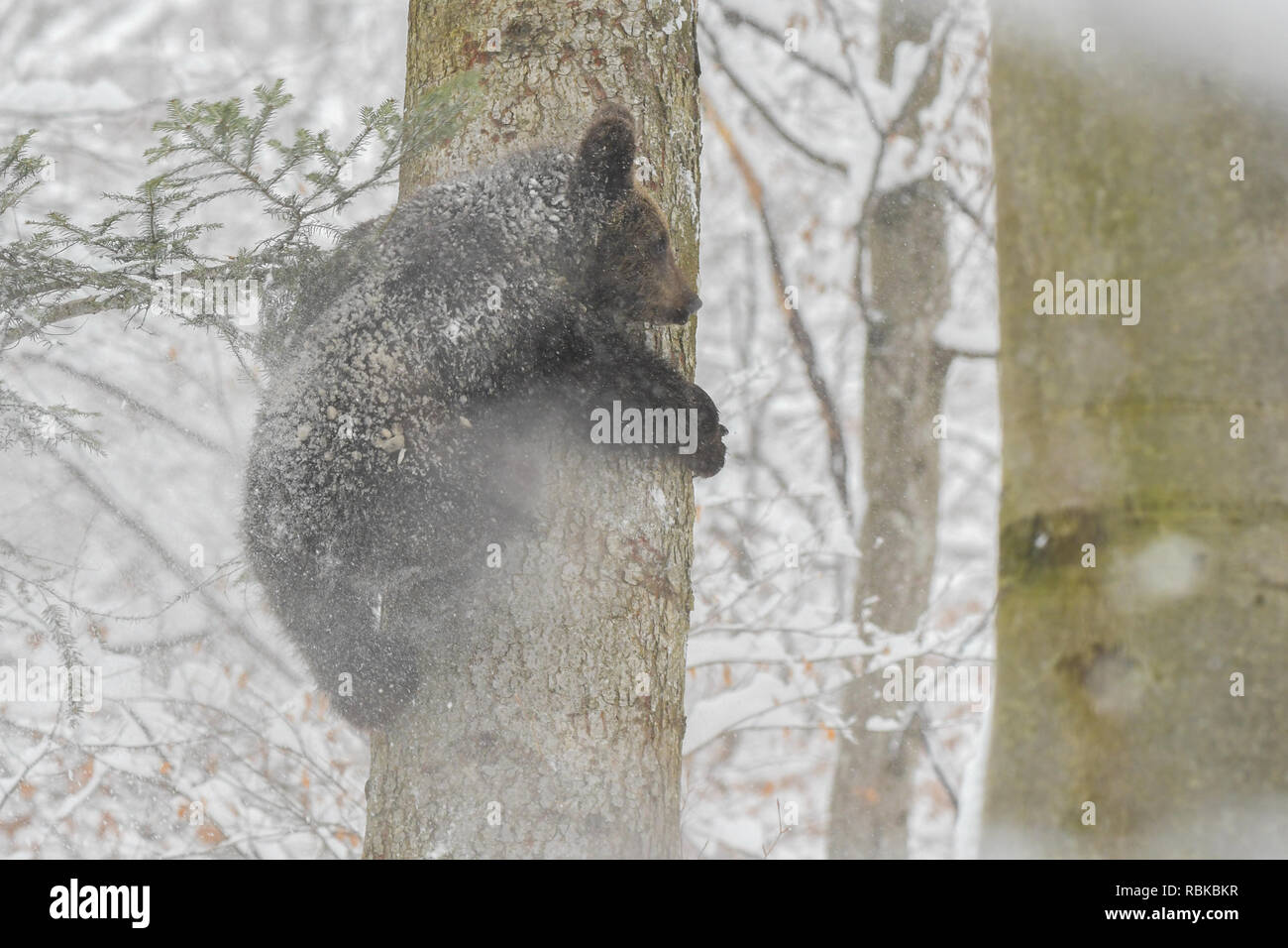 Bear paw mountains hi-res stock photography and images - Alamy