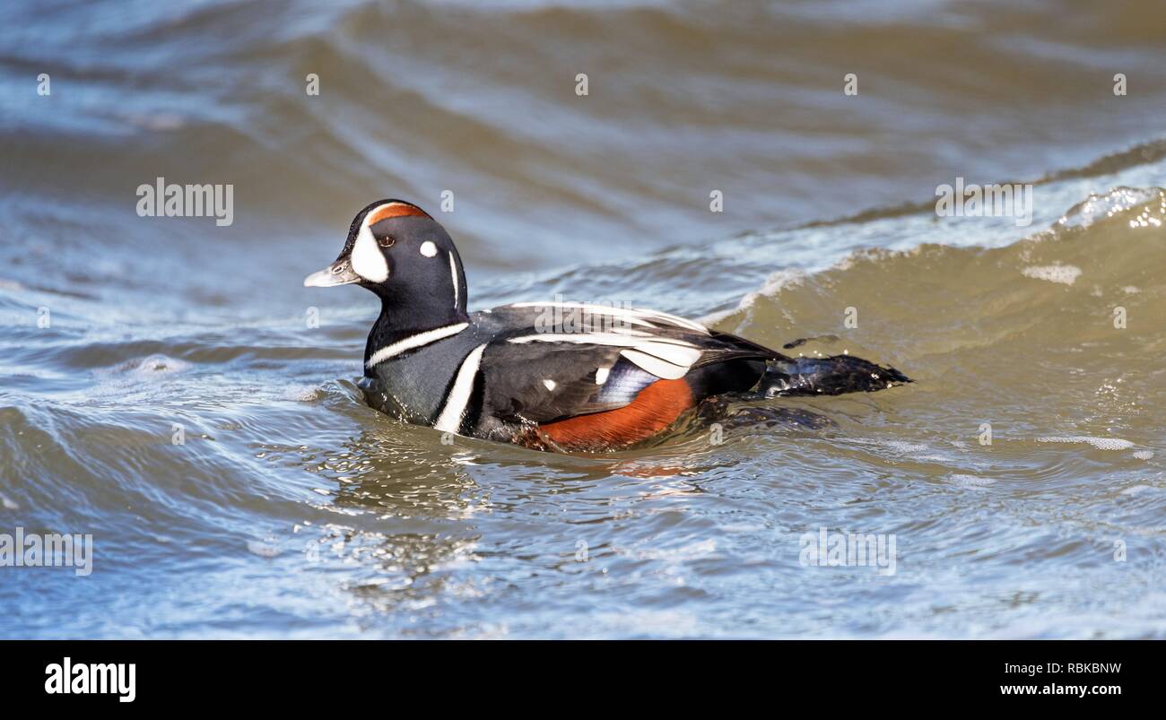 Harlequin duck alaska hi-res stock photography and images - Alamy