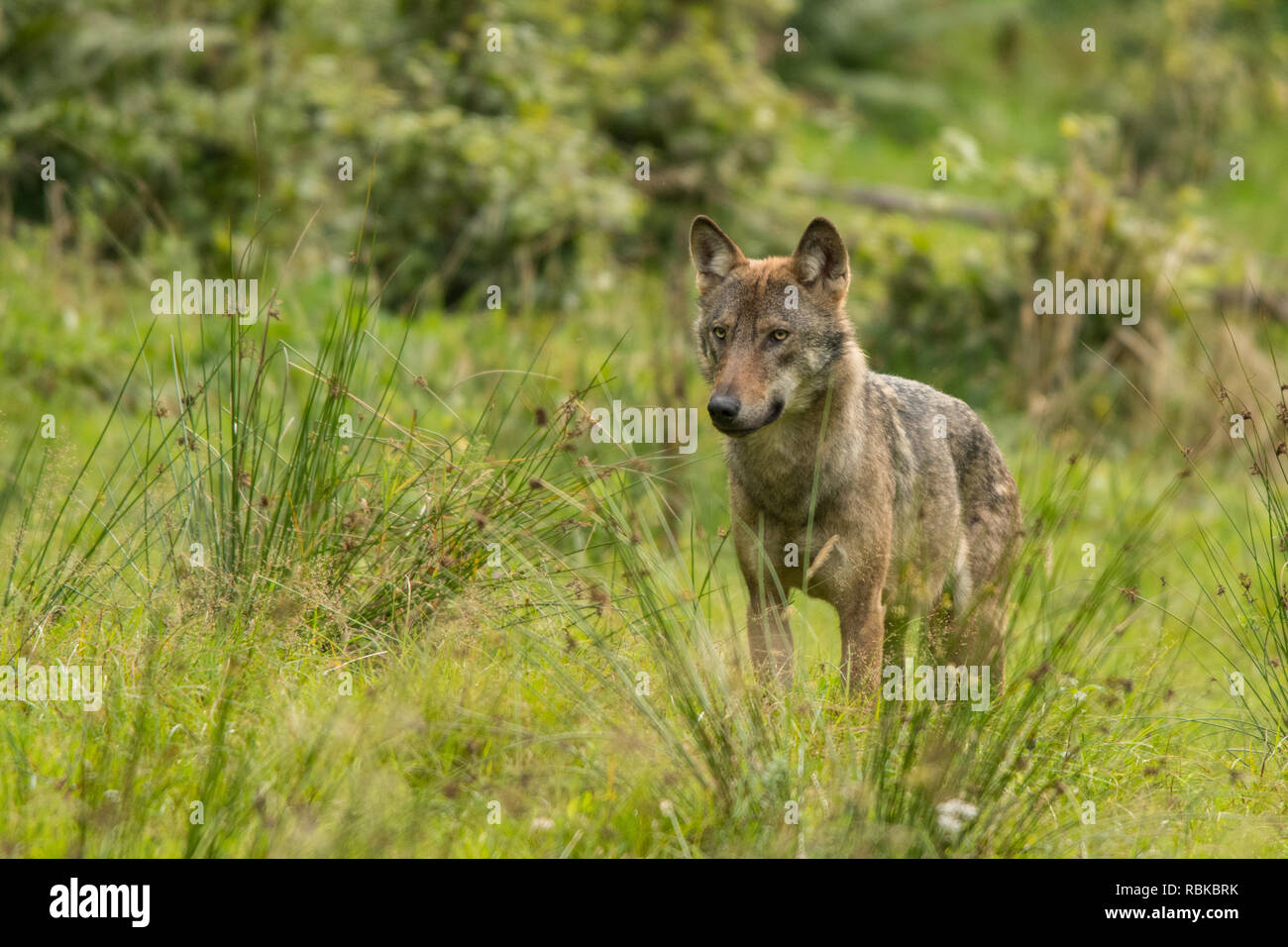 Pretty wolf hi-res stock photography and images - Alamy