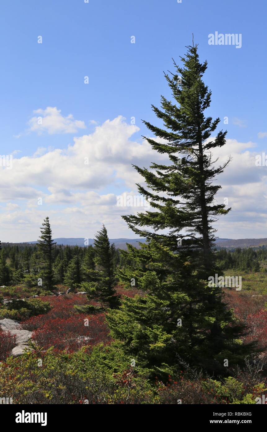 Red spruce trees hi-res stock photography and images - Alamy