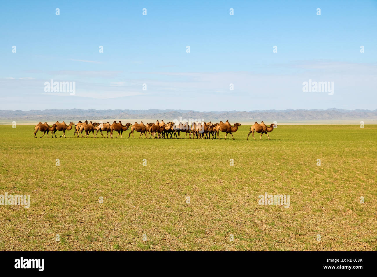 Mongolian plains hi-res stock photography and images - Alamy
