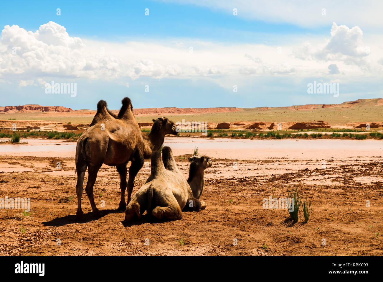 Flaming cliffs gobi mongolia camels hi-res stock photography and images ...