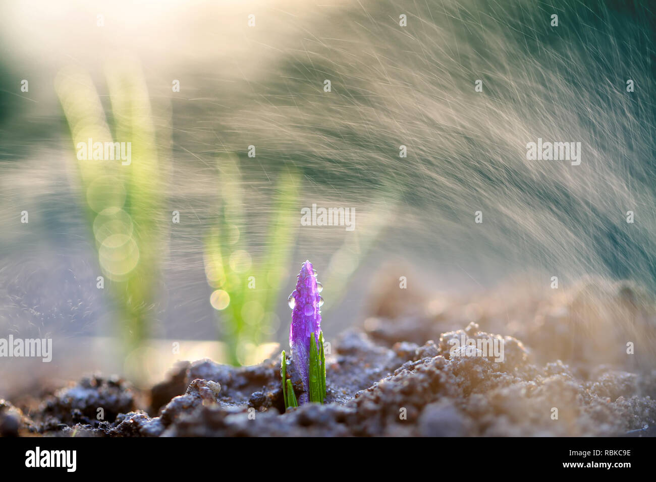 Crocus is a beautiful flower, it blooms first after a frosty winter ...