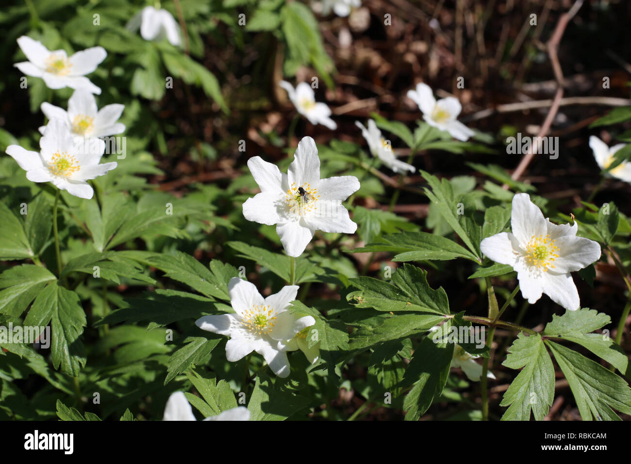 Garden flowers finland hi-res stock photography and images - Alamy