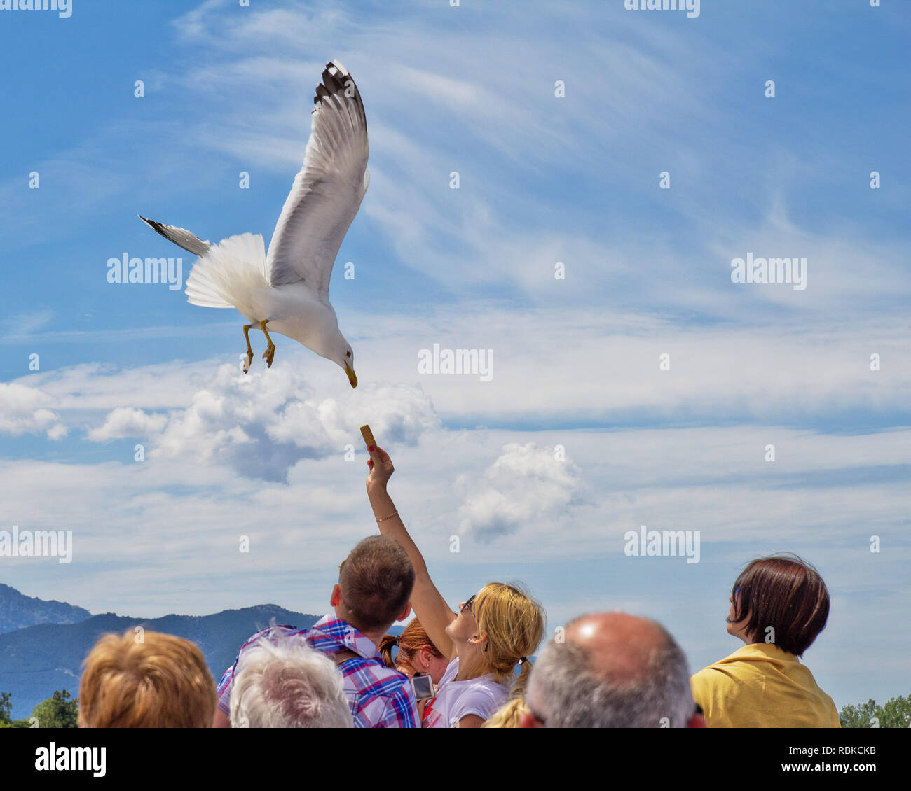 Flying hovering hovers seagull wings hi-res stock photography and ...
