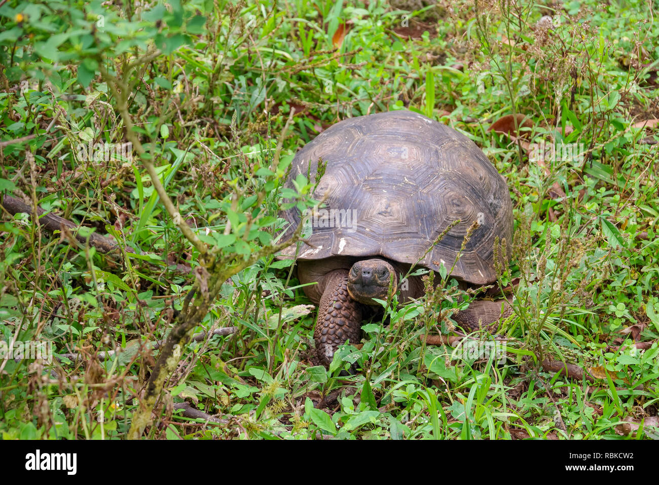 A giant Galapagos turtle, Galapagos islands, South America Stock Photo ...