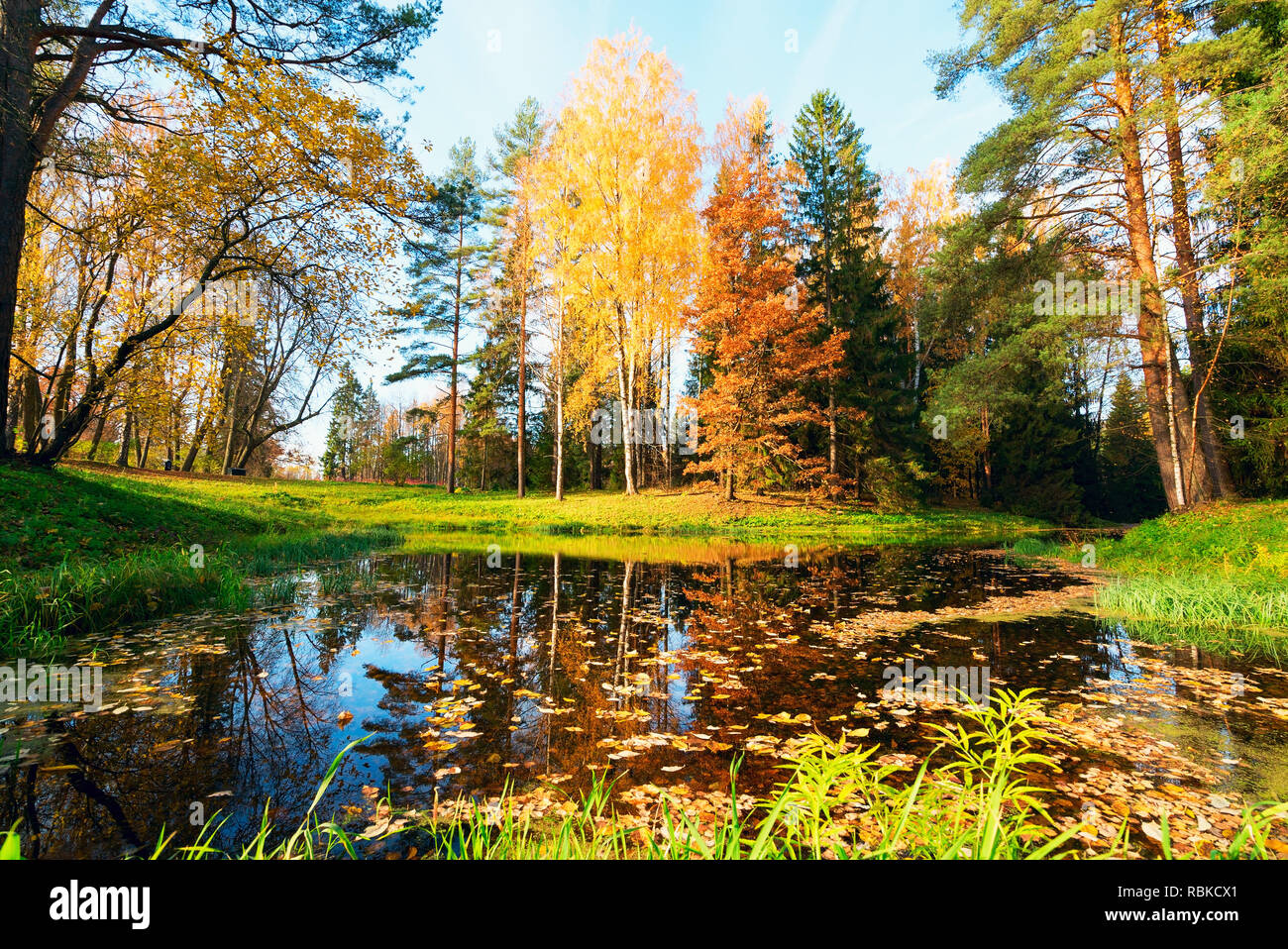 Landscape with birch hi-res stock photography and images - Alamy