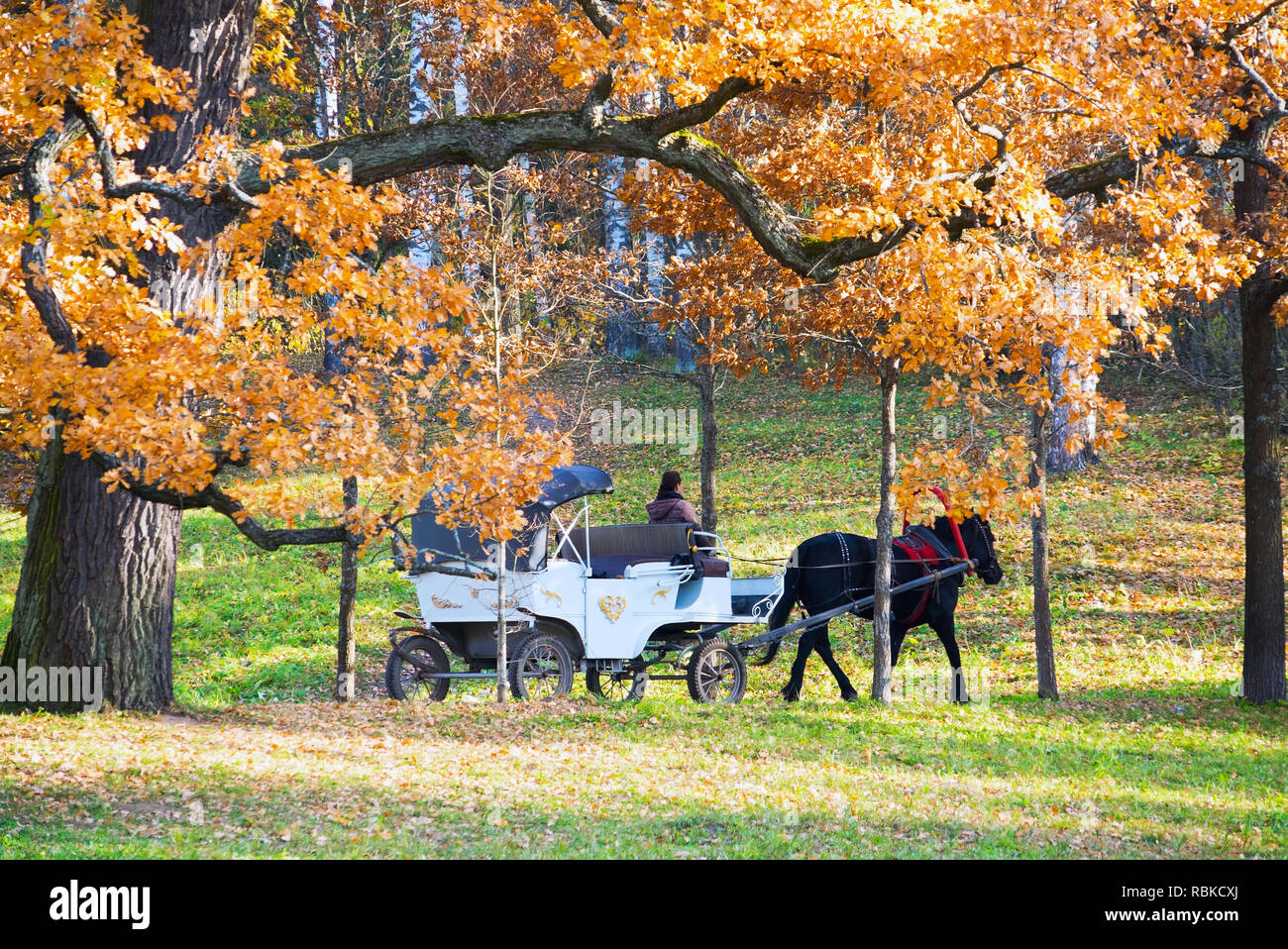 Horse carriage new forest hi-res stock photography and images - Alamy