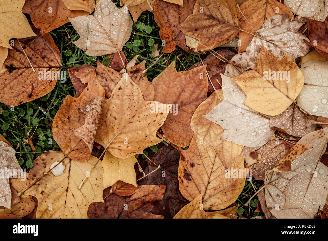 Old leaves hi-res stock photography and images - Alamy