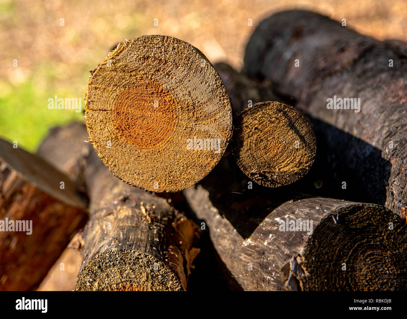 Cut tree branches on a pile in detail I Stock Photo - Alamy