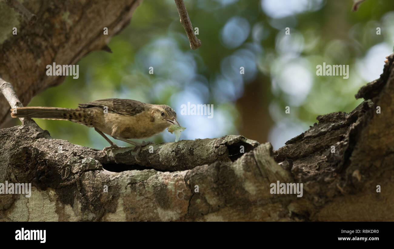 Thrush like hi-res stock photography and images - Alamy