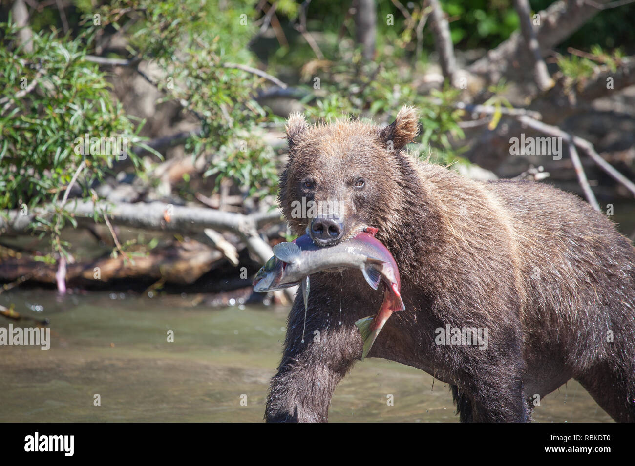 Bear grizzly eating fishing fish salmon on Kuril lake in Kamchatka ...