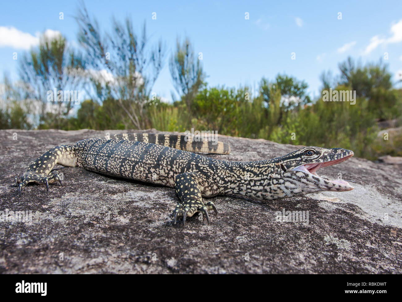 Rosenbergs Monitor High Resolution Stock Photography and Images - Alamy